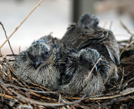 Taubenbabys Bilder – Durchsuchen 11,563 Archivfotos, Vektorgrafiken und ...