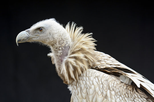 Imágenes de Geier: descubre bancos de fotos, ilustraciones, vectores y ...