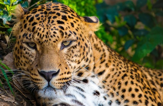 Leopardess Bilder – Durchsuchen 789 Archivfotos, Vektorgrafiken und ...