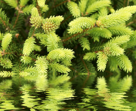 รูปภาพFichtentriebe – เลือกดูภาพถ่ายสต็อก เวกเตอร์ และวิดีโอ71 | Adobe ...