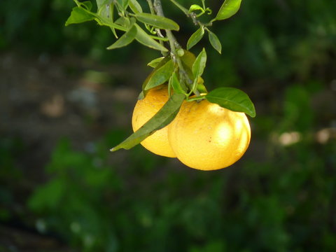 Citronade Bilder – Durchsuchen 343 Archivfotos, Vektorgrafiken und ...