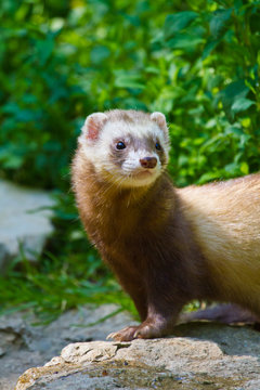 รูปภาพMarder – เลือกดูภาพถ่ายสต็อก เวกเตอร์ และวิดีโอ2,411 | Adobe Stock