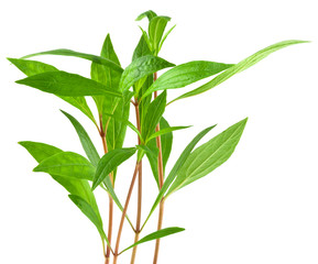 Photos, illustrations et vidéos de ayapana