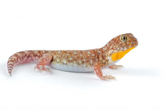 "Barking Gecko" Images – Browse 78 Stock Photos, Vectors, and Video ...