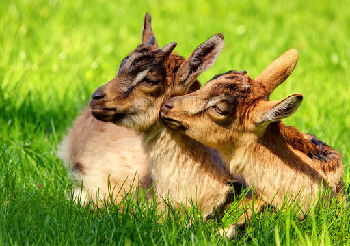 「Chevreaux」の画像 - 270 件の Stock 写真、ベクターおよびビデオ | Adobe Stock