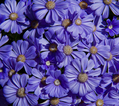 Lilla bilder – Bläddra bland 5,777 stockfoton, vektorer och videor ...