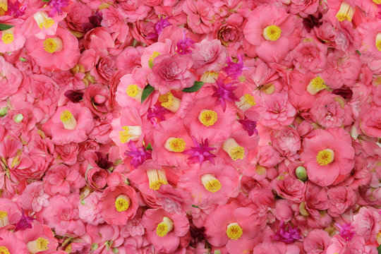 Camellia Images – Browse 41,478 Stock Photos, Vectors, and Video ...