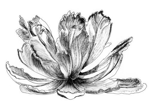 41,878 BEST Single Flower Drawing IMAGES, STOCK PHOTOS & VECTORS ...