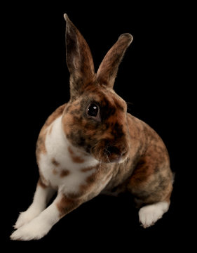 Baby Mini Rex