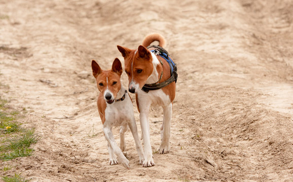 รูปภาพBasenjis – เลือกดูภาพถ่ายสต็อก เวกเตอร์ และวิดีโอ113 | Adobe Stock