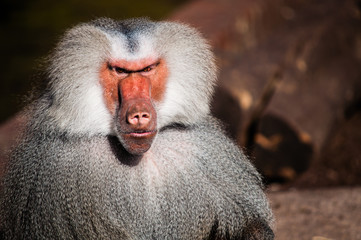 Search photos babuin