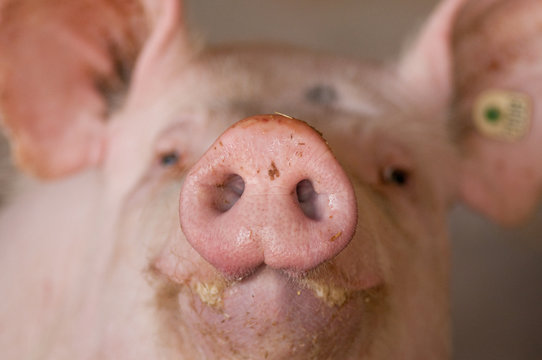 รูปภาพSchweinenase – เลือกดูภาพถ่ายสต็อก เวกเตอร์ และวิดีโอ177 | Adobe ...