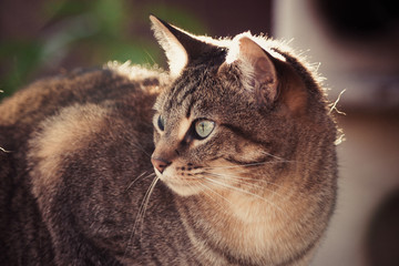 30+ Free tabby brown cat - Pikwizard