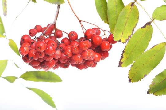 รูปภาพRowan-Berry – เลือกดูภาพถ่ายสต็อก เวกเตอร์ และวิดีโอ3,164 | Adobe ...