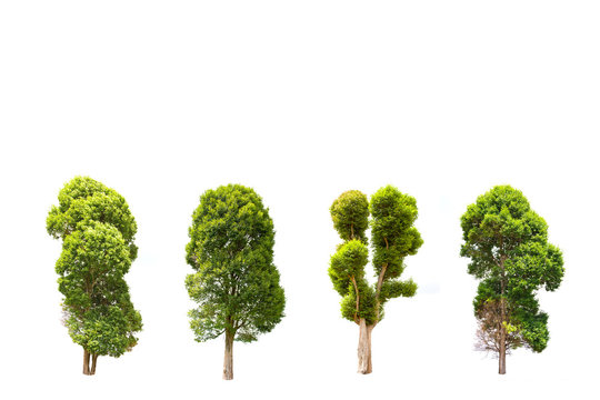 Irvingia Bilder – Durchsuchen 349 Archivfotos, Vektorgrafiken und ...