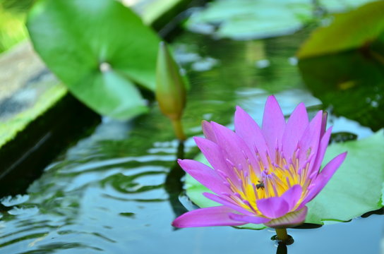 "Lotus Tree" Images – Browse 12 Stock Photos, Vectors, and Video ...