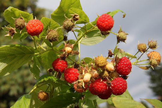 รูปภาพFramboise – เลือกดูภาพถ่ายสต็อก เวกเตอร์ และวิดีโอ62,657 | Adobe ...