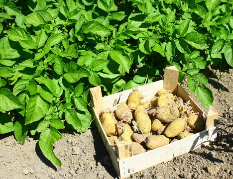 Semance-Bilder: Stock-Fotos & -Videos. | Adobe Stock