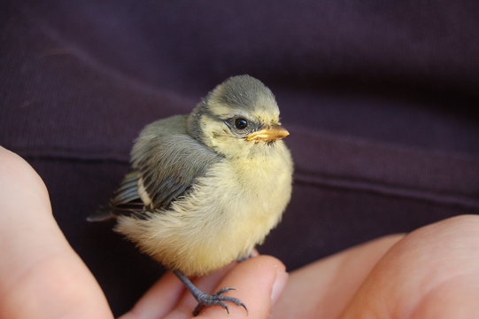 รูปภาพWaise – เลือกดูภาพถ่ายสต็อก เวกเตอร์ และวิดีโอ448 | Adobe Stock