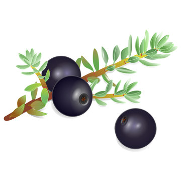 Crowberry Images – Browse 968 Stock Photos, Vectors, and Video | Adobe ...