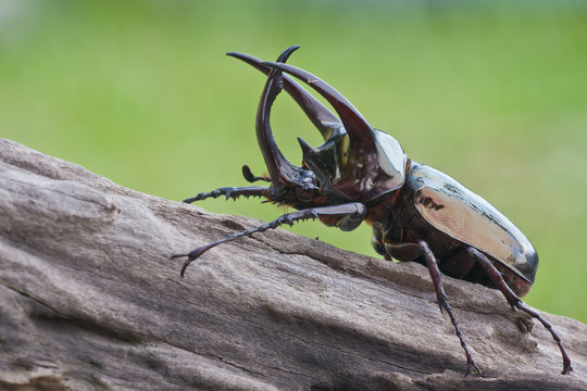 Chalcosoma Atlas: The Giant Beetle of the Rainforest – New and Tips