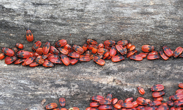 รูปภาพ"Bugs – เลือกดูภาพถ่ายสต็อก เวกเตอร์ และวิดีโอ1,499,259 | Adobe Stock