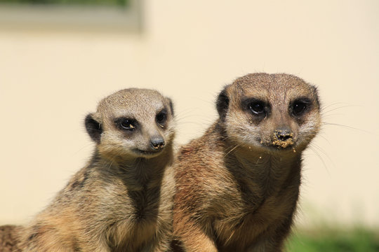 Imagens de Suricates – Explore Fotografias do Stock, Vetores e Vídeos ...