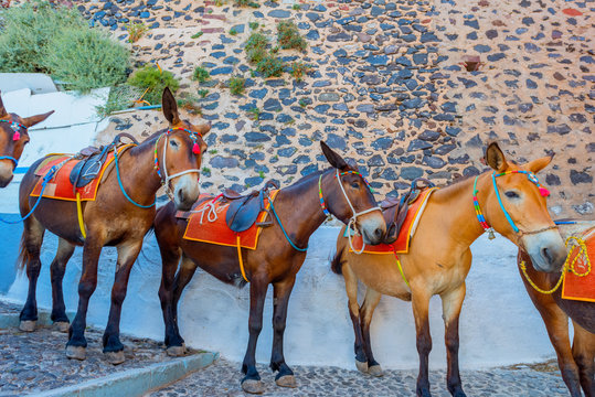 รูปภาพDonkeys – เลือกดูภาพถ่ายสต็อก เวกเตอร์ และวิดีโอ189,452 | Adobe Stock