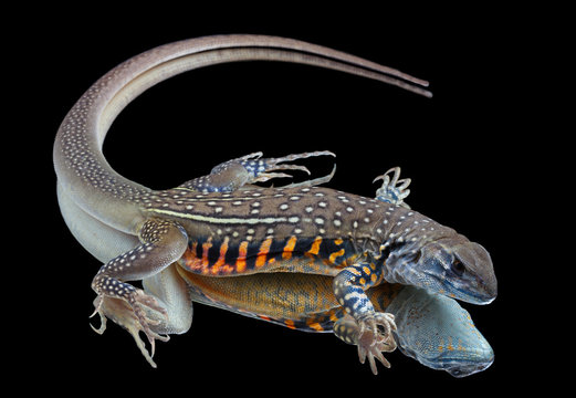 Belliana Bilder – Durchsuchen 232 Archivfotos, Vektorgrafiken und ...