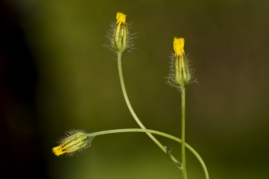 Capeweed Bilder – Durchsuchen 546 Archivfotos, Vektorgrafiken und ...