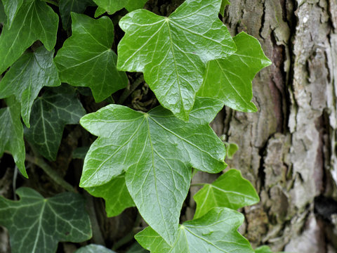 Efeuranken Bilder – Durchsuchen 3,980 Archivfotos, Vektorgrafiken und ...