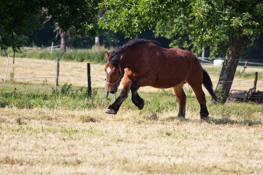 「Ardenner」の写真素材 | 83件の無料イラスト画像 | Adobe Stock