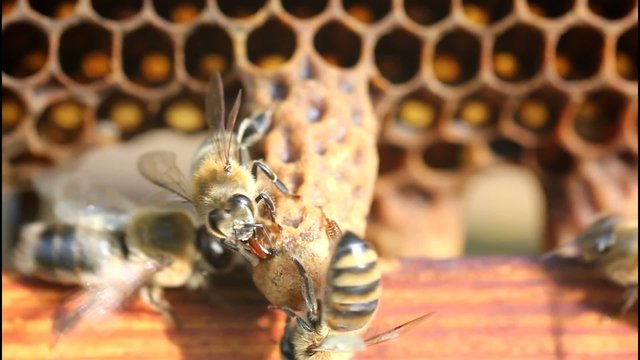 Imagens de "Queen Bee" – Explore Fotografias do Stock, Vetores e Vídeos de 9,254 | Adobe Stock