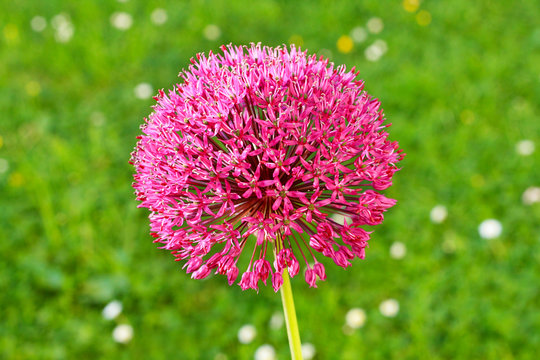 รูปภาพAlium – เลือกดูภาพถ่ายสต็อก เวกเตอร์ และวิดีโอ83,557 | Adobe Stock