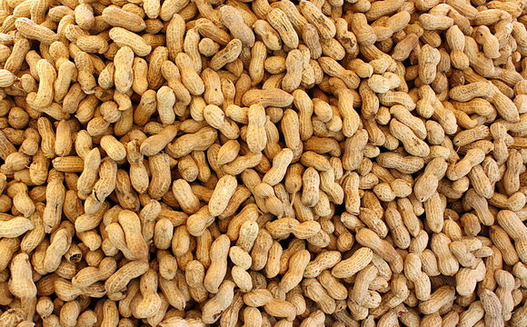 Arachide 이미지 – 찾아보기 13,023 스톡 사진, 벡터 및 비디오 | Adobe Stock