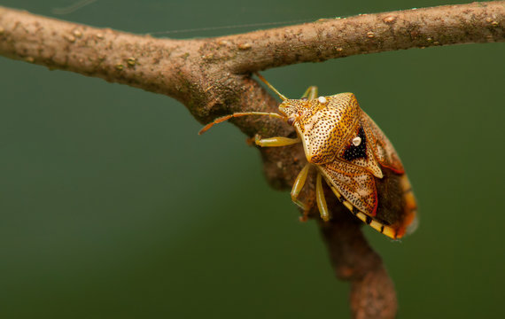 รูปภาพGrisea – เลือกดูภาพถ่ายสต็อก เวกเตอร์ และวิดีโอ184 | Adobe Stock