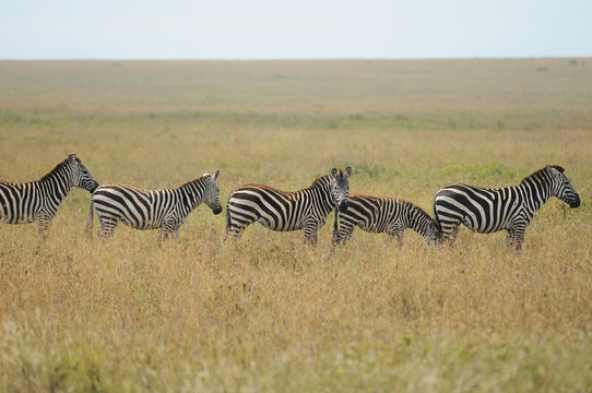 Zeebra Images – Browse 115 Stock Photos, Vectors, and Video | Adobe Stock