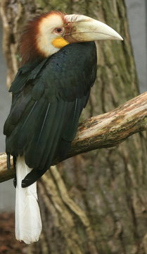 รูปภาพPapou – เลือกดูภาพถ่ายสต็อก เวกเตอร์ และวิดีโอ313 | Adobe Stock