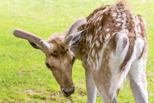 รูปภาพBrocket – เลือกดูภาพถ่ายสต็อก เวกเตอร์ และวิดีโอ396 | Adobe Stock