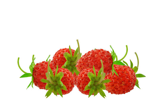 Poziomki Images – Browse 300 Stock Photos, Vectors, and Video | Adobe Stock