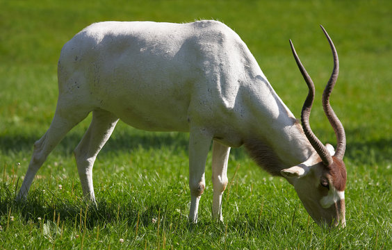 Adax Images – Browse 51 Stock Photos, Vectors, and Video | Adobe Stock