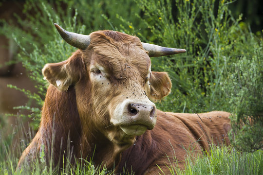 「Ruminer」の画像 - 760 件の Stock 写真、ベクターおよびビデオ | Adobe Stock