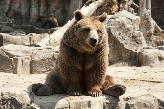 「Oso」の画像 - 9,041 件の Stock 写真、ベクターおよびビデオ | Adobe Stock