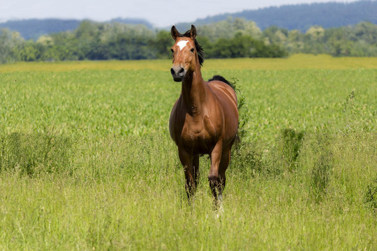 Cloping bilder – Bläddra bland 4,204 stockfoton, vektorer och videor ...