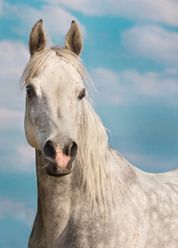 รูปภาพAraber – เลือกดูภาพถ่ายสต็อก เวกเตอร์ และวิดีโอ3,792 | Adobe Stock