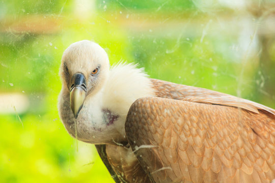 Aasgeier Bilder – Durchsuchen 6,709 Archivfotos, Vektorgrafiken und ...