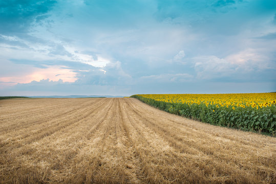 "Stubble Field" Images – Browse 2,538 Stock Photos, Vectors, and Video ...