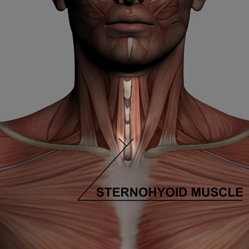 Sternohyoid Muscle Diagram