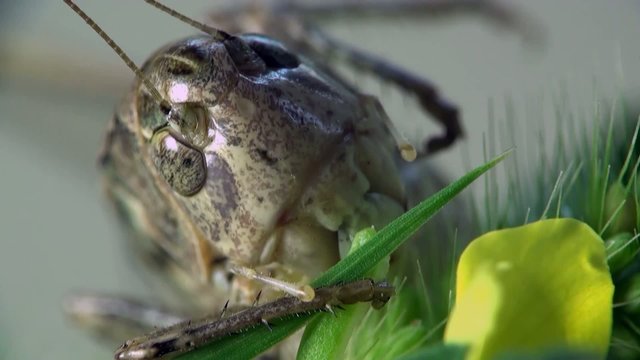 「Sprickets」の画像 - 161 件の Stock 写真、ベクターおよびビデオ | Adobe Stock