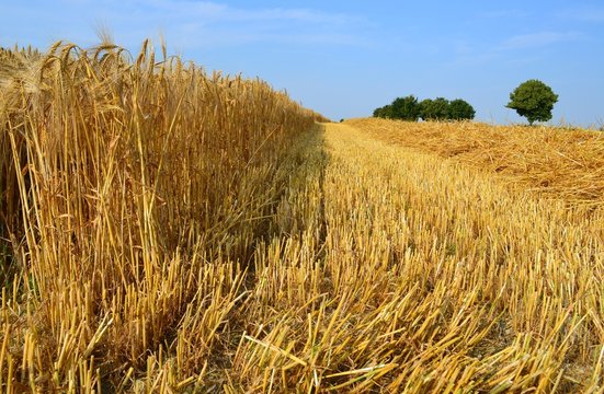 Obrazy (Moisson) — zdjęcia, wektory i wideo bez tantiem (16,747 ...